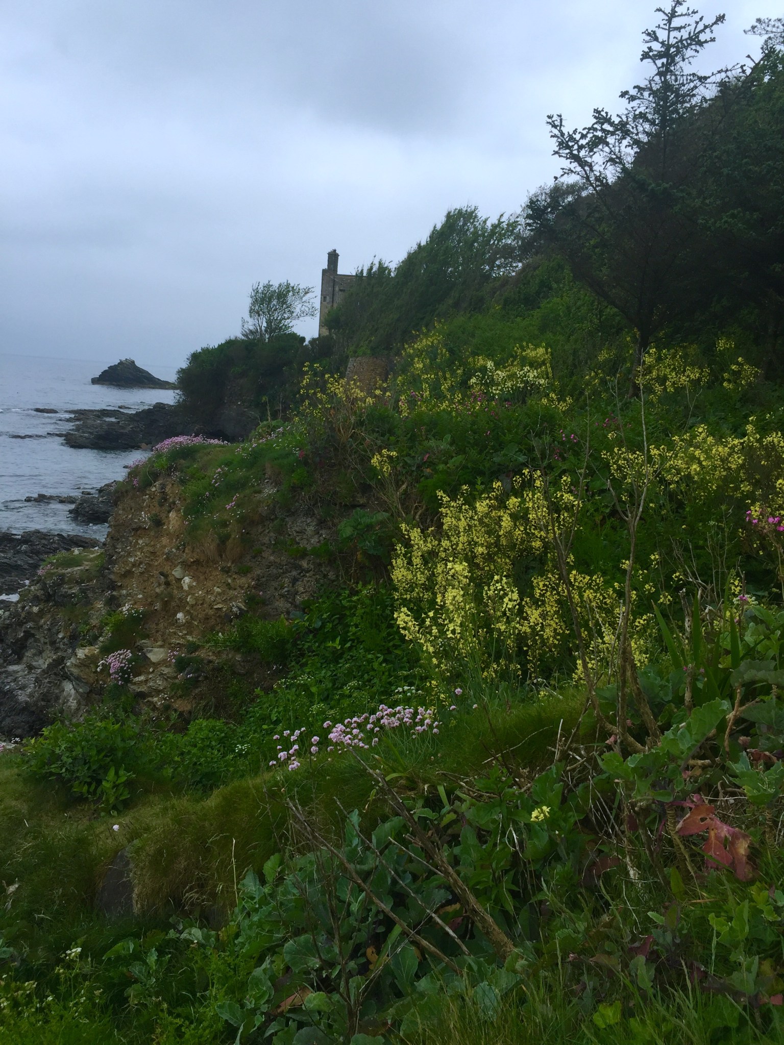 Wild foraging and a Sea Cabbage Salad | Culture Love